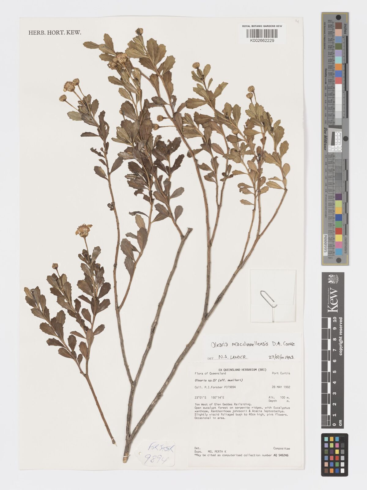 Landerolaria macdonnellensis (D.A.Cooke) G.L.Nesom | Plants of the ...