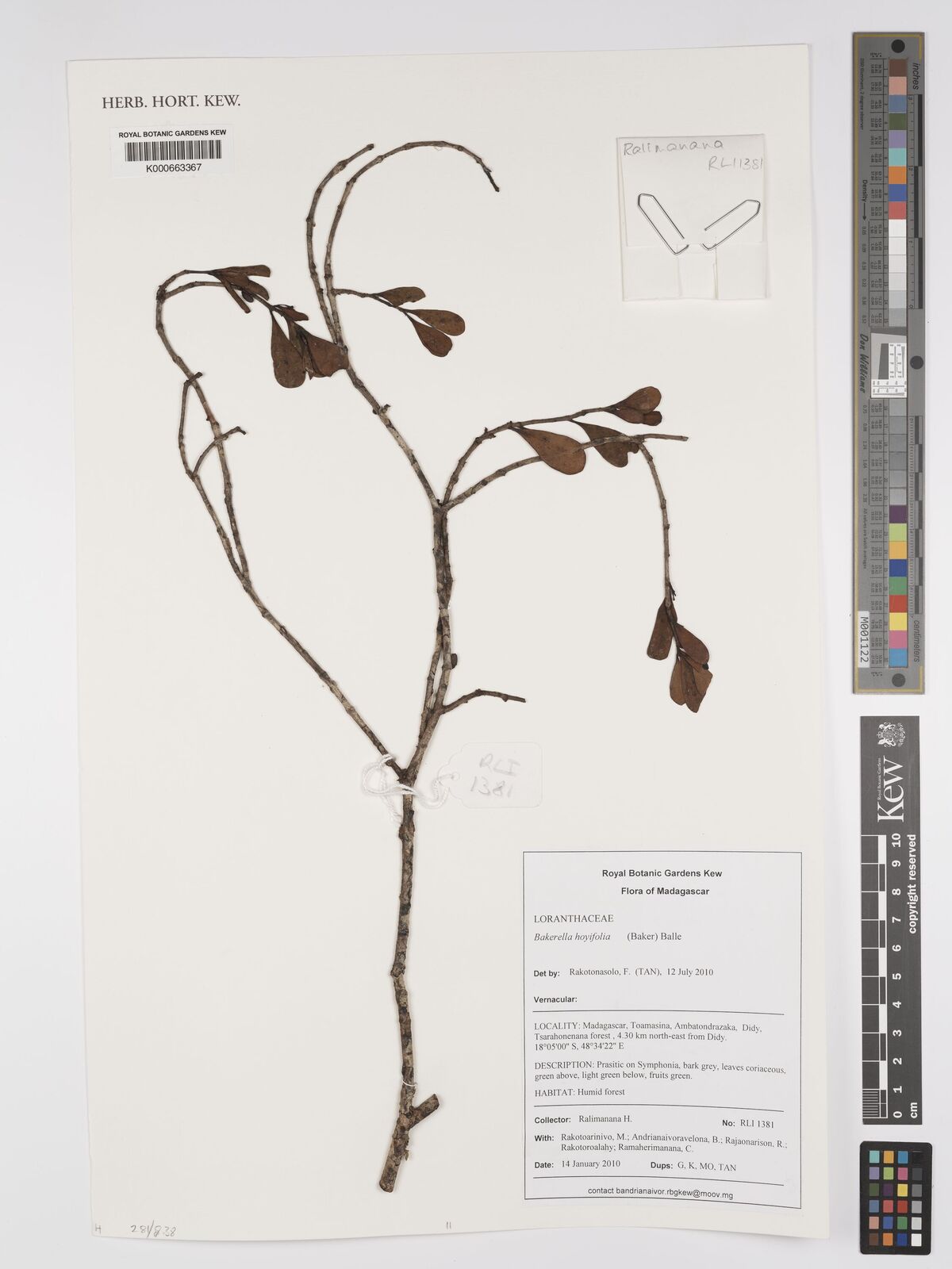 Bakerella hoyifolia subsp. hoyifolia | Plants of the World Online | Kew ...