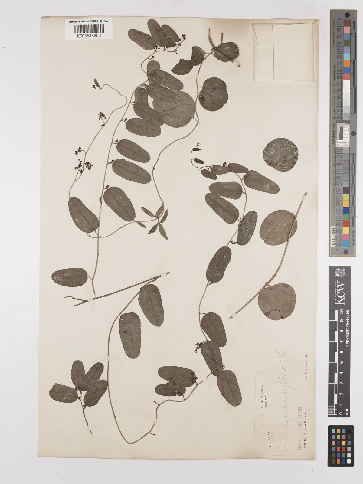 Nephroia diversifolia (DC.) L.Lian & Wei Wang | Plants of the World ...