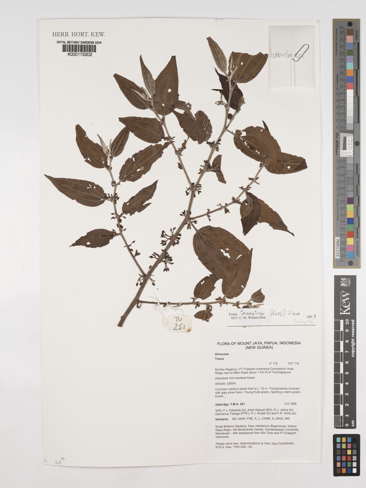 Trema tomentosum (Roxb.) H.Hara | Plants of the World Online | Kew Science