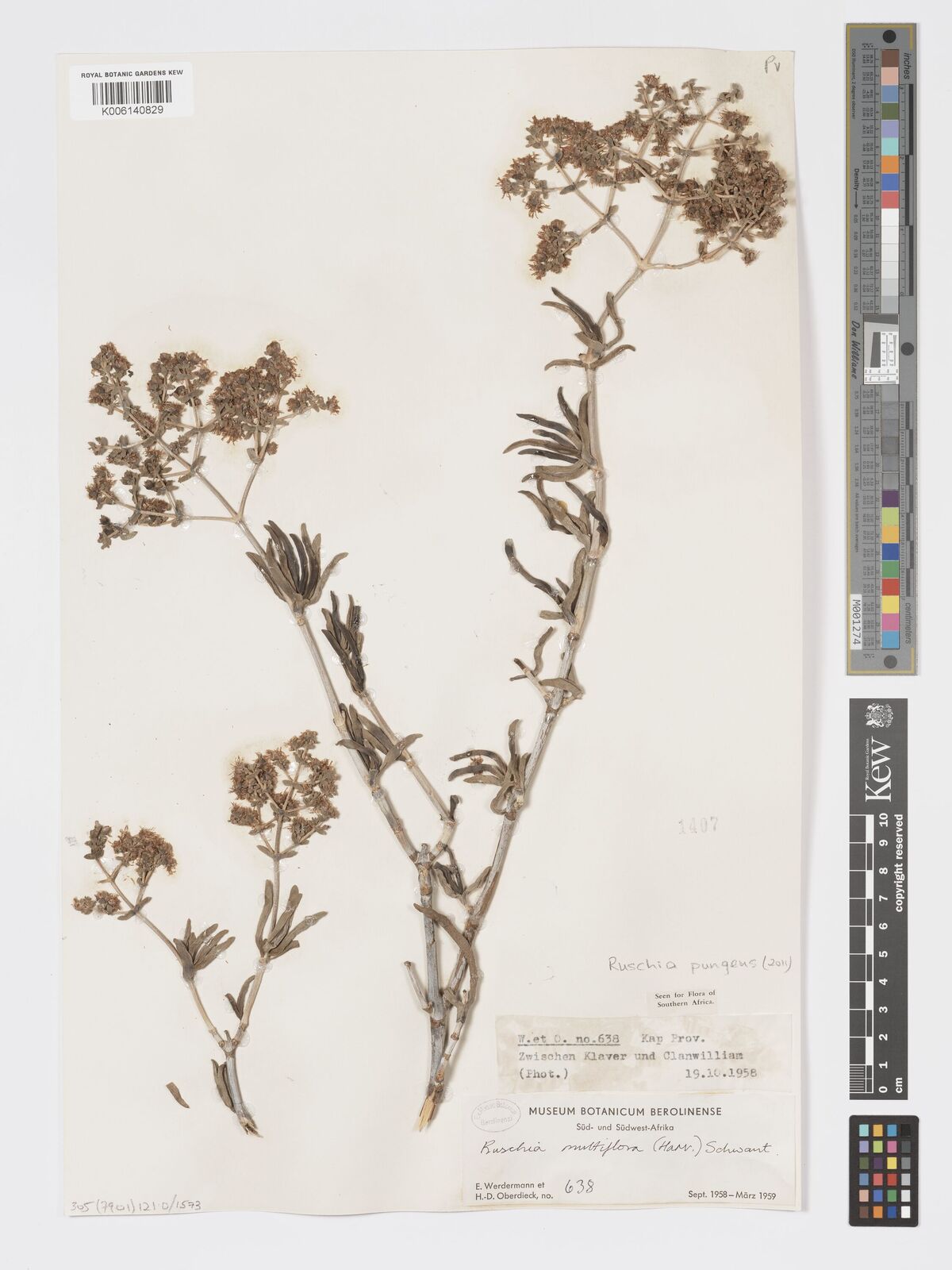 Ruschia pungens (A.Berger) H.Jacobsen | Plants of the World Online ...