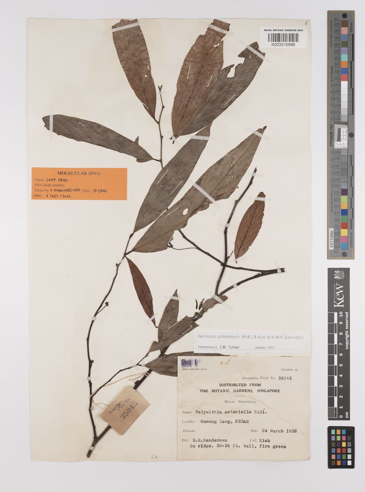 Monoon asteriellum (Ridl.) B.Xue & R.M.K.Saunders | Plants of the World ...