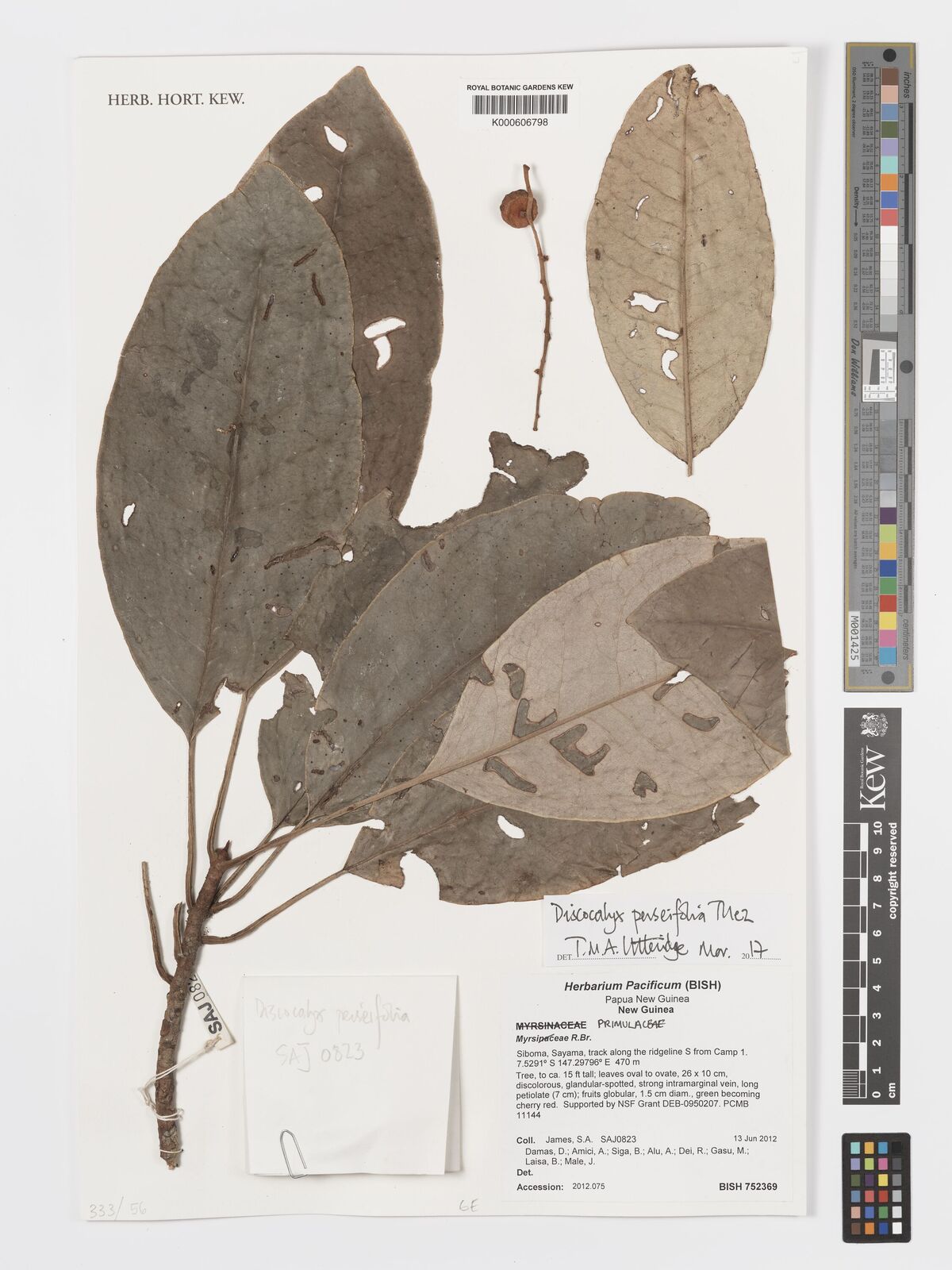 Discocalyx perseifolia Mez | Plants of the World Online | Kew Science