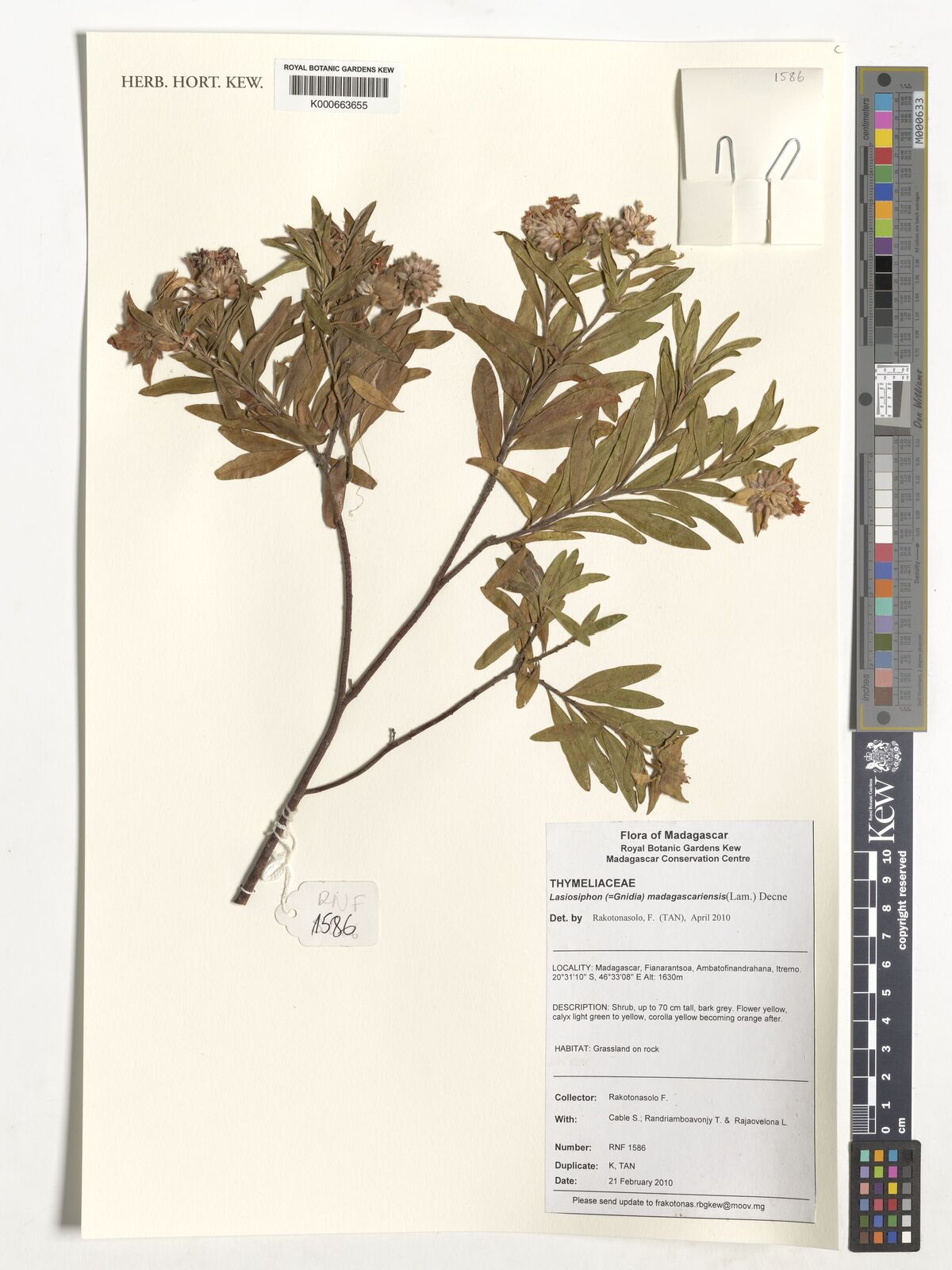 Lasiosiphon daphnifolius (L.f.) Boatwr. & J.C.Manning | Plants of the ...