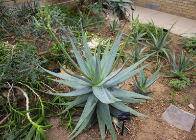 Aloe vacillans Forssk. | Plants of the World Online | Kew Science