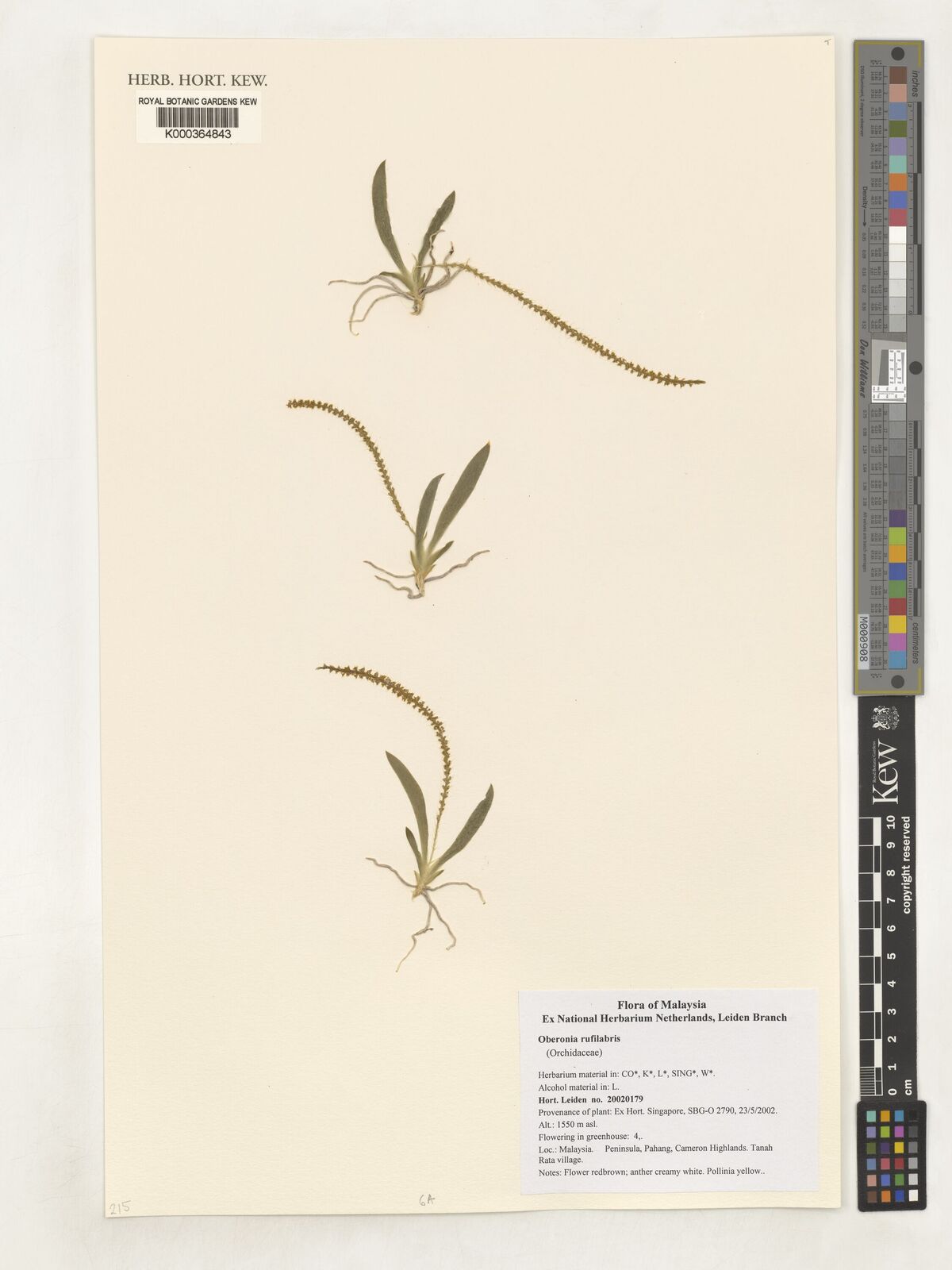 Oberonia rufilabris Lindl. | Plants of the World Online | Kew Science
