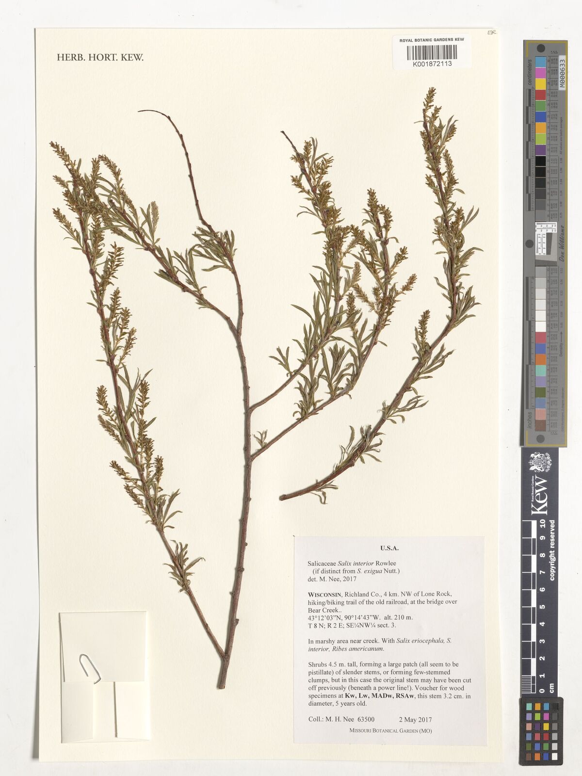 Salix interior Rowlee | Plants of the World Online | Kew Science