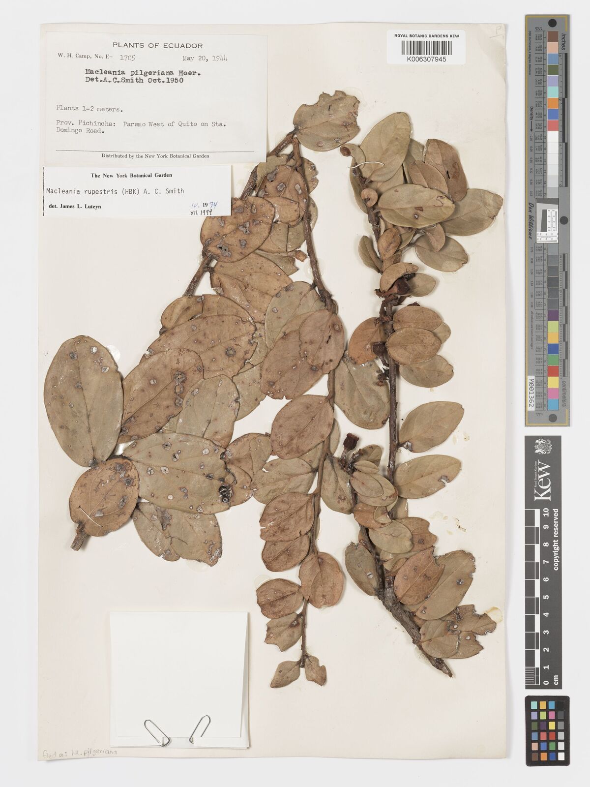 Macleania rupestris (Kunth) A.C.Sm. | Plants of the World Online | Kew ...