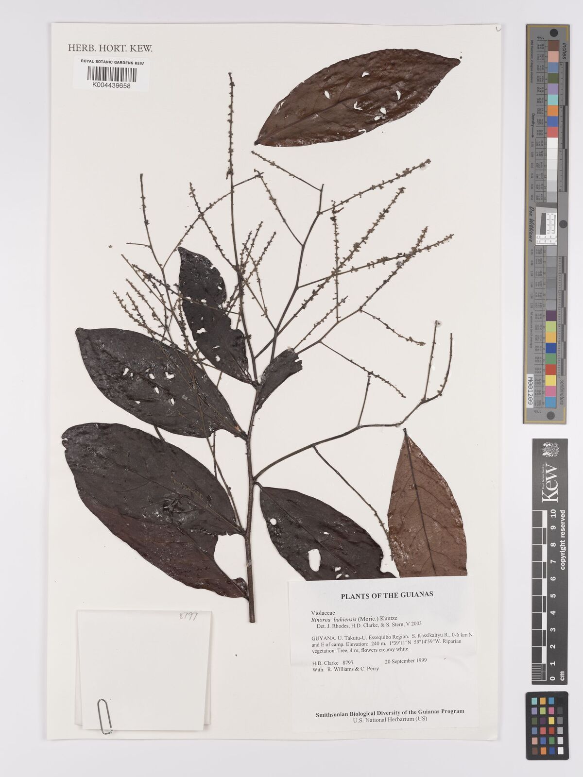 Rinorea bahiensis (Moric.) Kuntze | Plants of the World Online | Kew ...