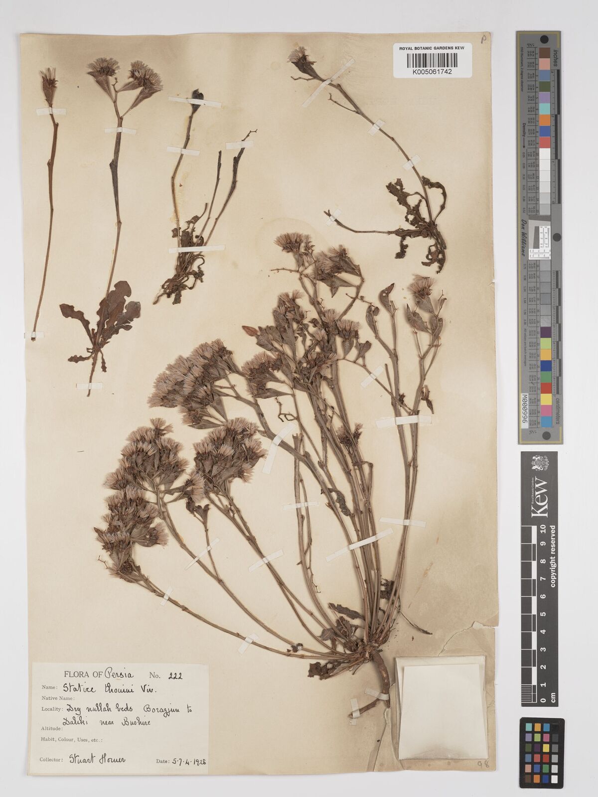 Limonium lobatum (L.f.) Chaz. | Plants of the World Online | Kew Science