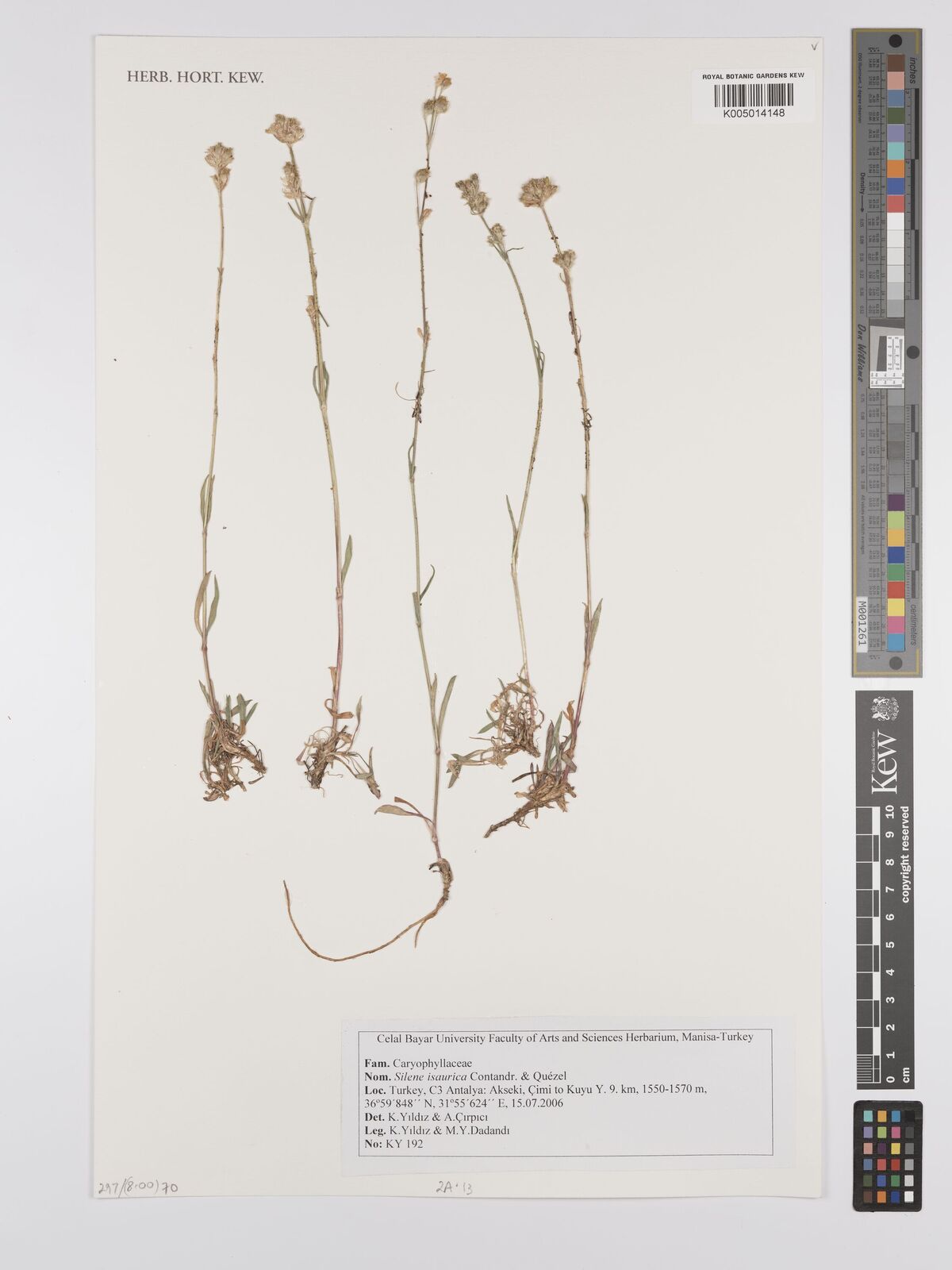 Silene isaurica Contandr. & Quézel | Plants of the World Online | Kew ...