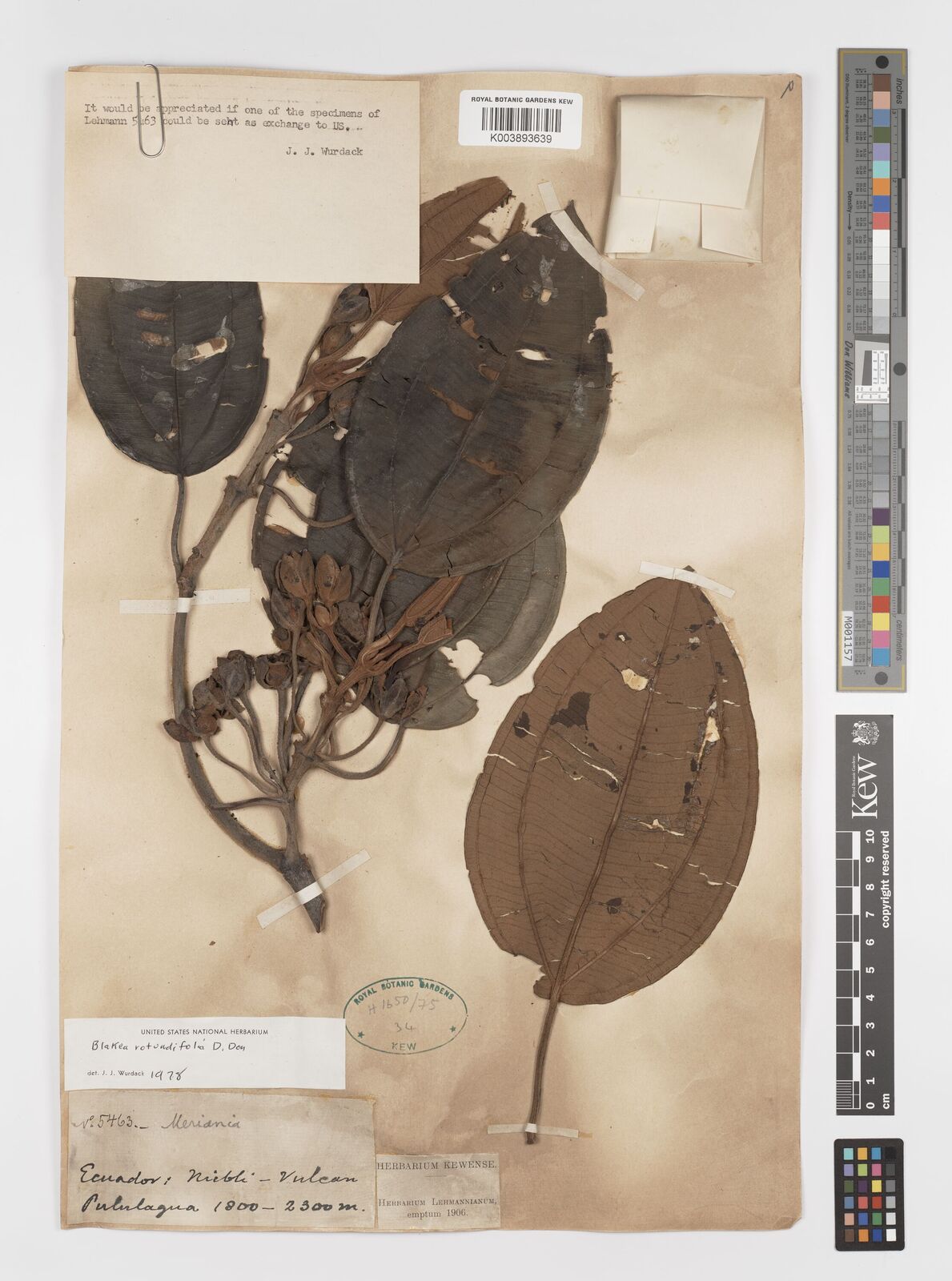Blakea rotundifolia D.Don | Plants of the World Online | Kew Science