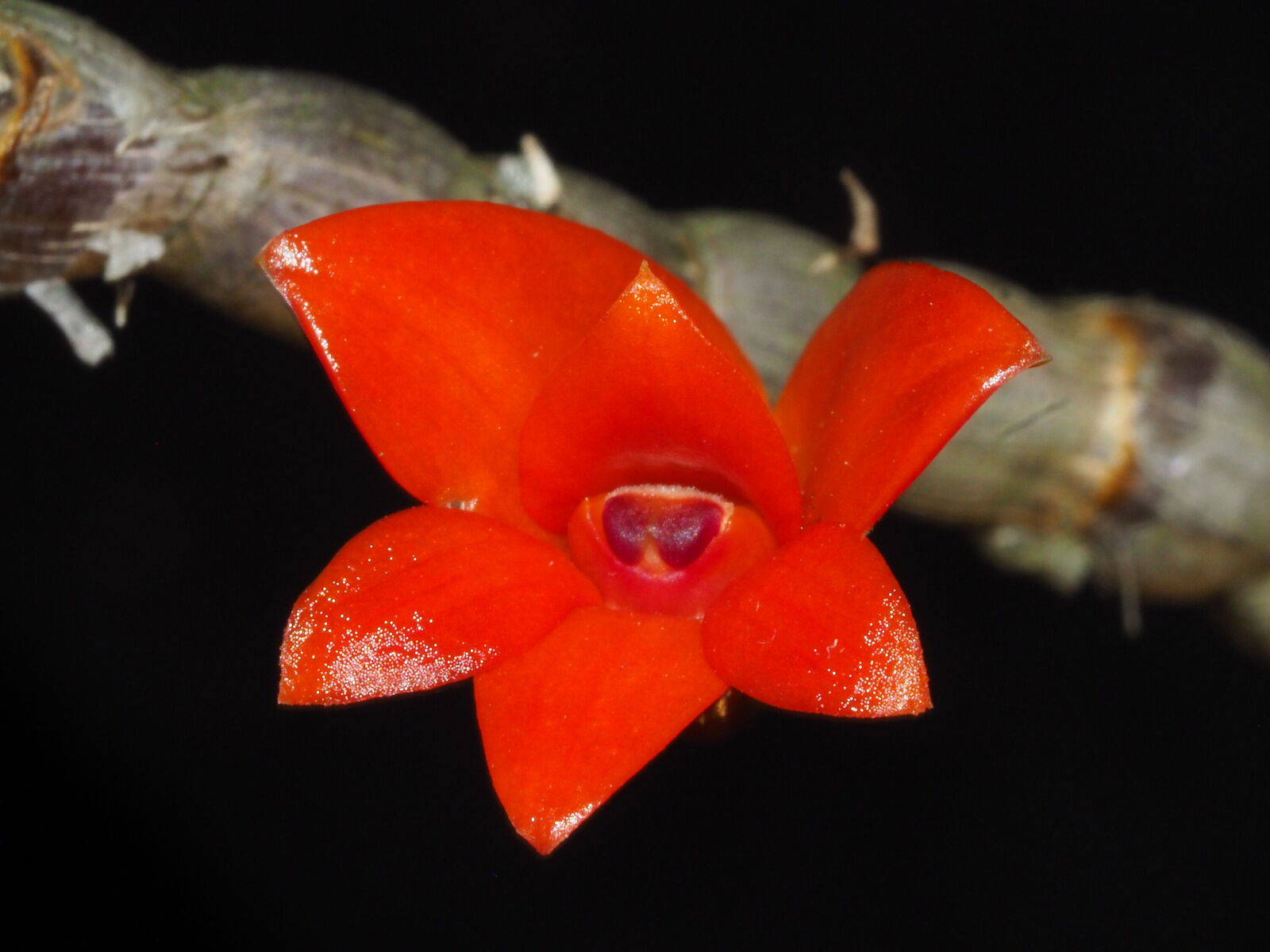 Dendrobium jacobsonii J.J.Sm. | Plants of the World Online | Kew Science
