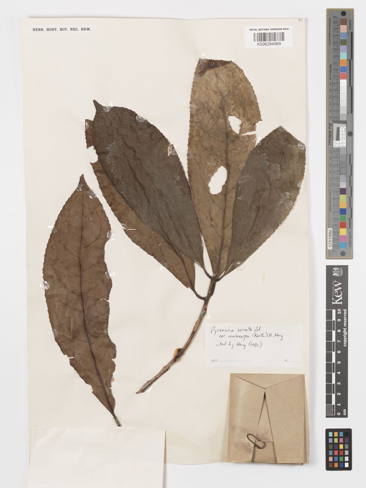 Pyrenaria serrata var. masocarpa (Korth.) H.Keng | Plants of the World ...