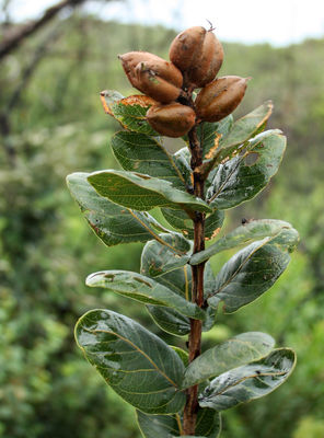 Qualea cordata Spreng. | Plants of the World Online | Kew Science