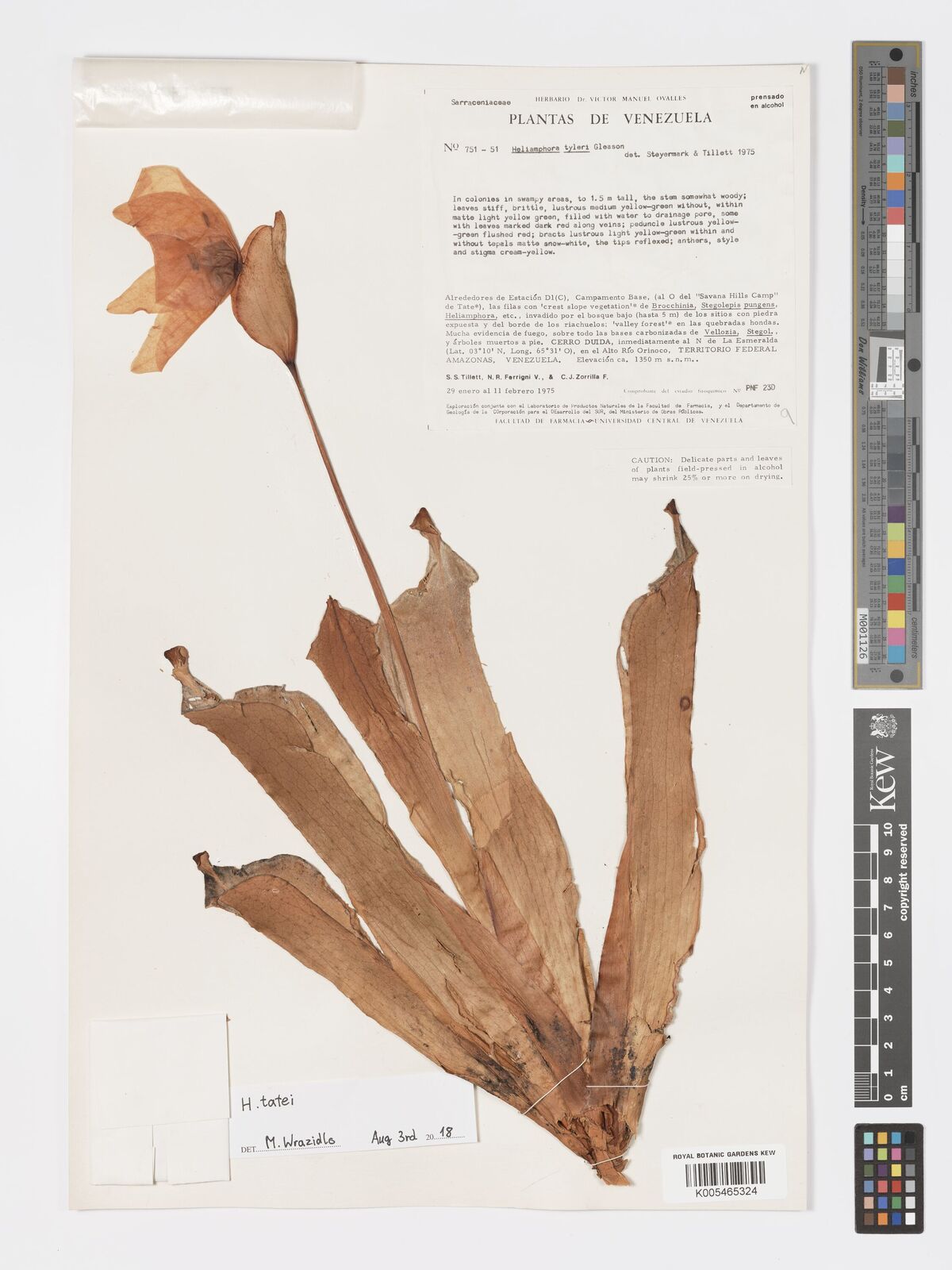 Heliamphora tatei var. tatei | Plants of the World Online | Kew Science