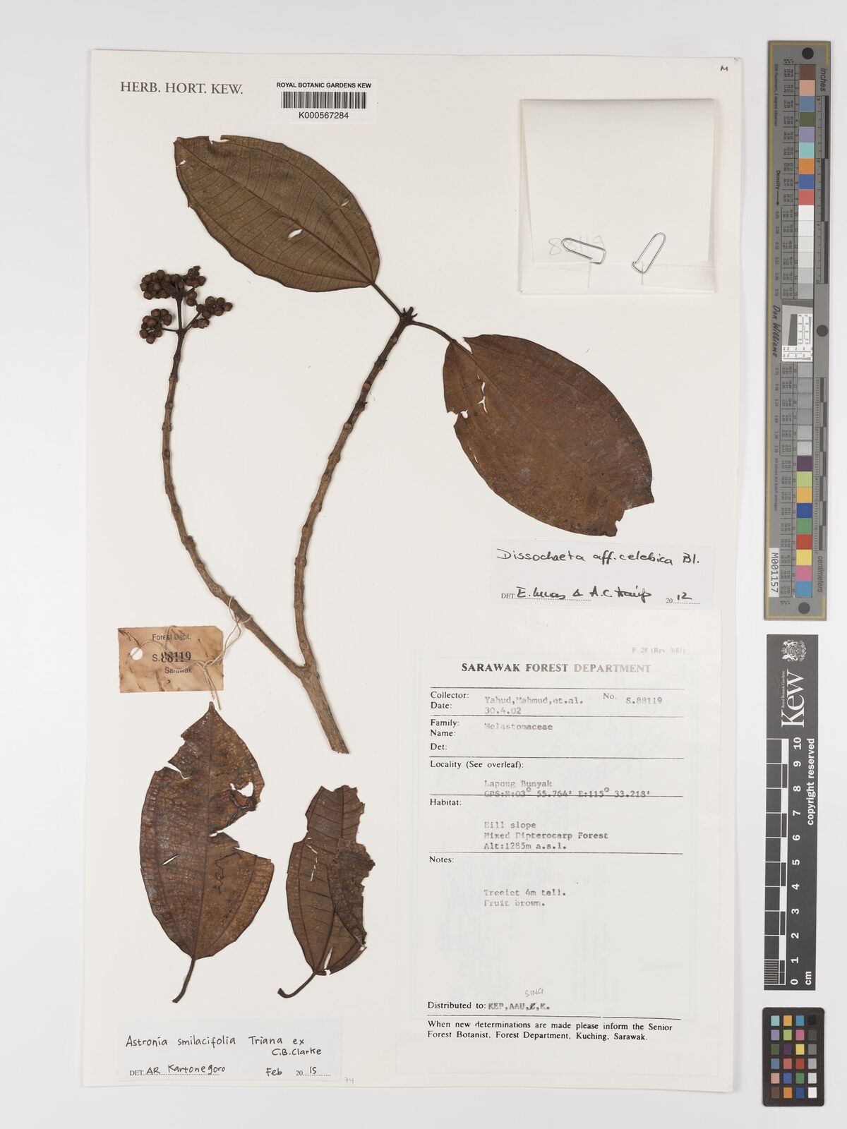 Astronia smilacifolia Triana | Plants of the World Online | Kew Science