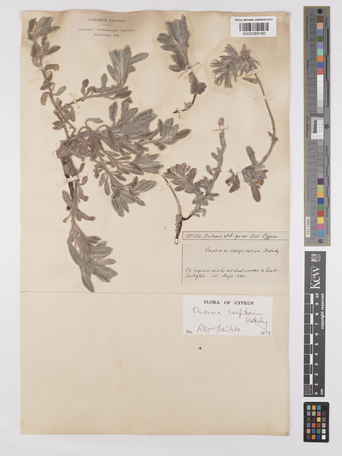 Onosma caespitosa Kotschy | Plants of the World Online | Kew Science