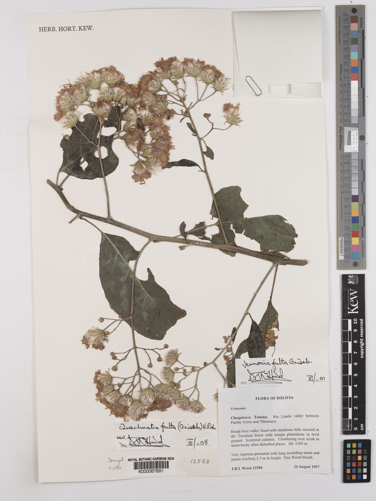 Quechualia fulta (Griseb.) H.Rob. | Plants of the World Online | Kew ...