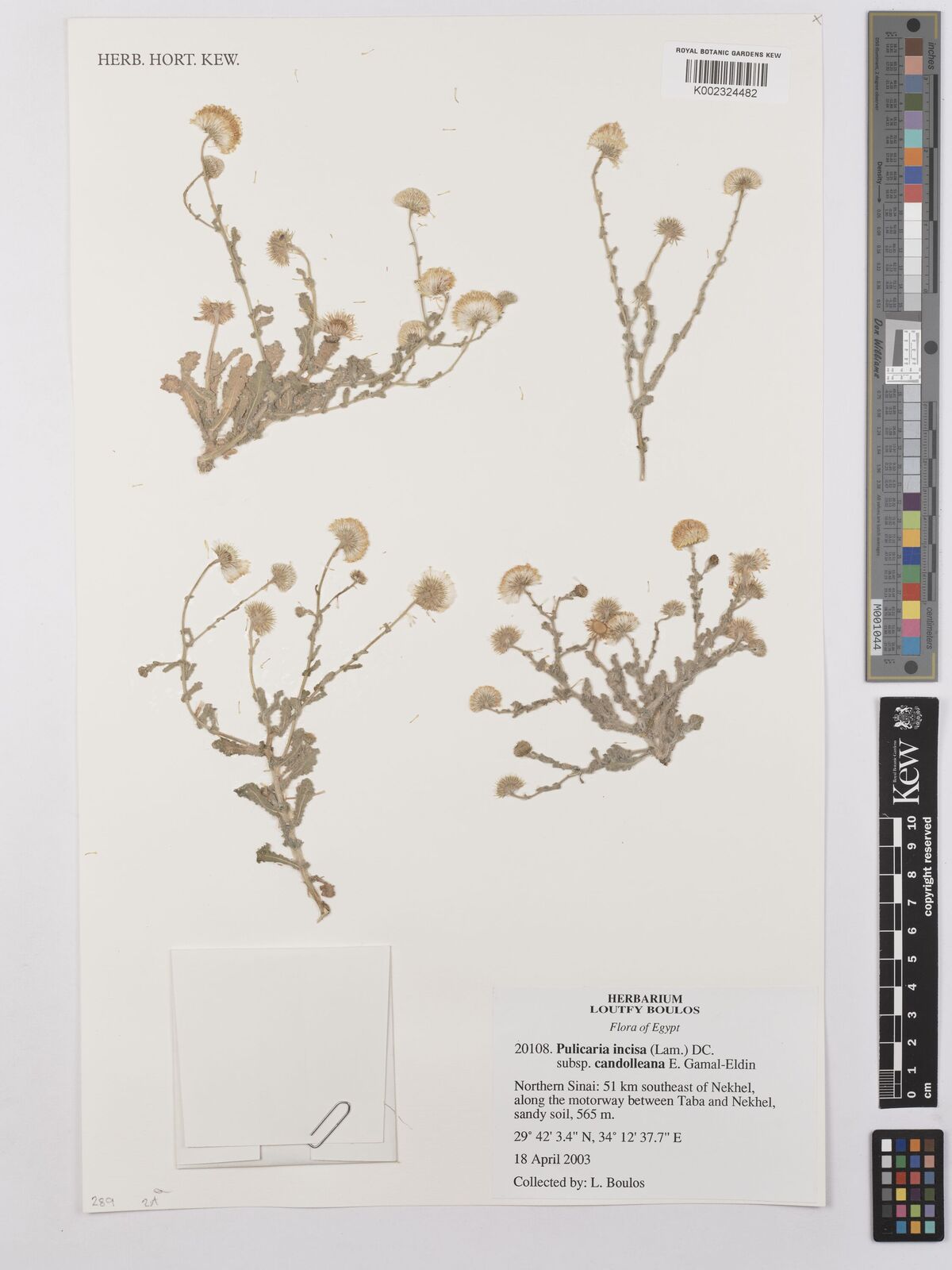 Pulicaria incisa (Lam.) DC. | Plants of the World Online | Kew Science