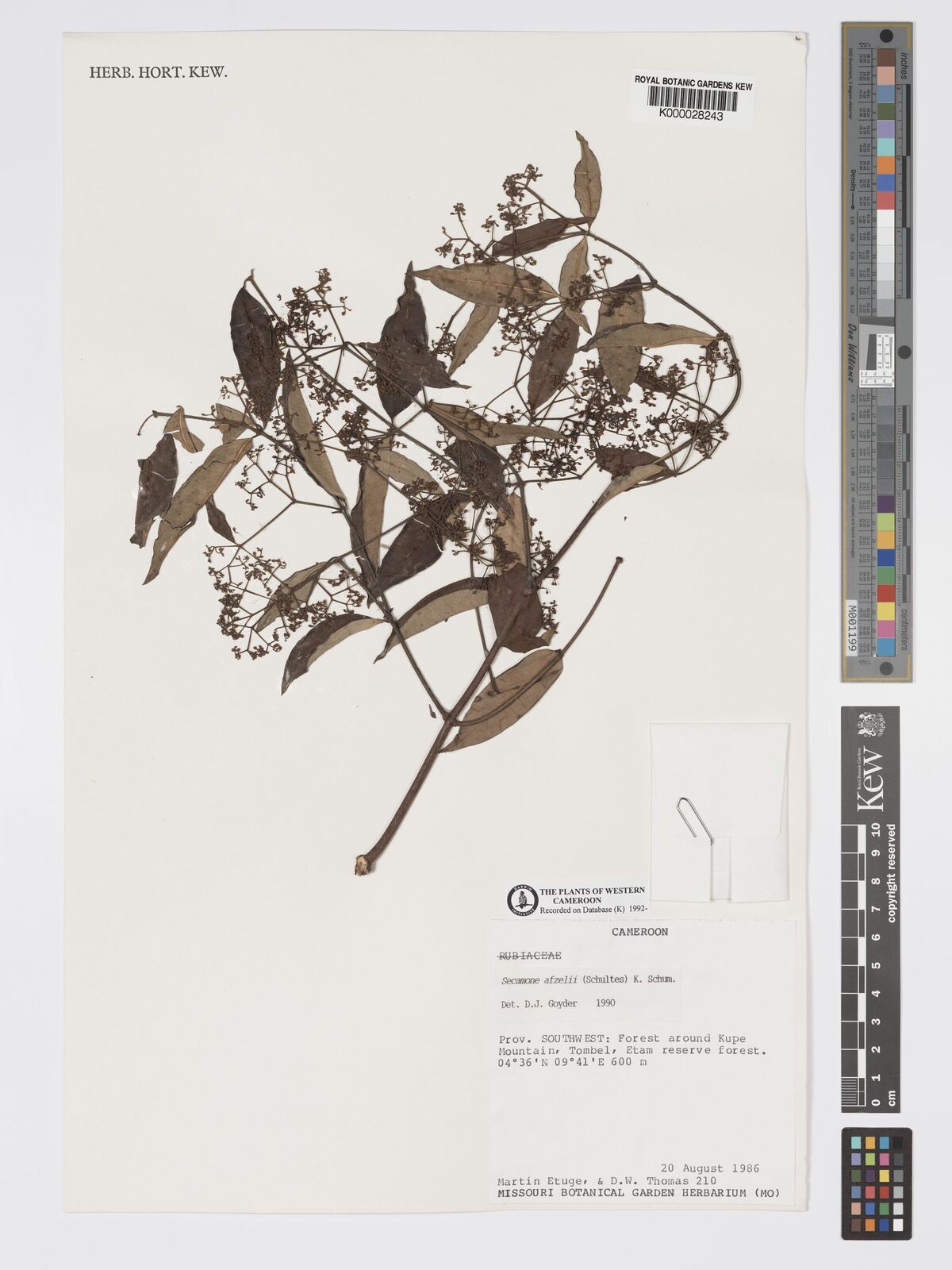 Secamone afzelii (Roem. & Schult.) K.Schum. | Plants of the World ...