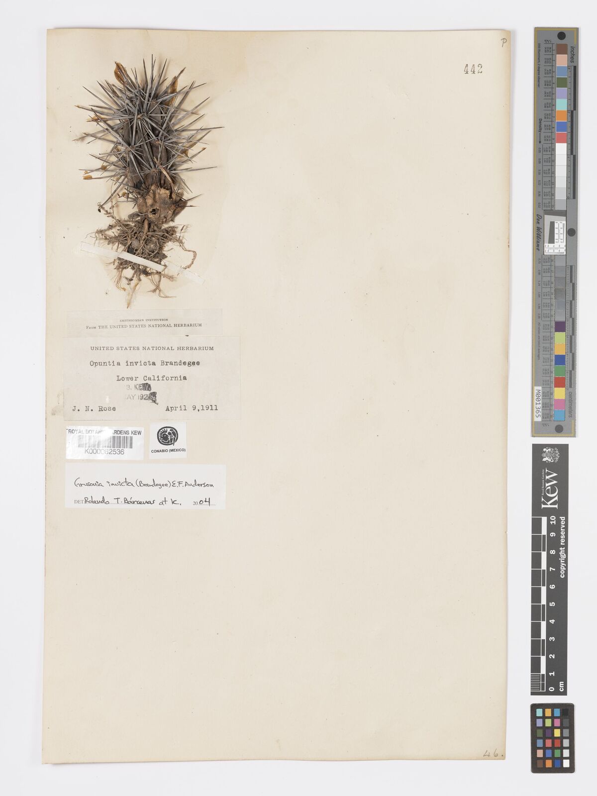 Grusonia invicta (Brandegee) E.F.Anderson | Plants of the World Online ...