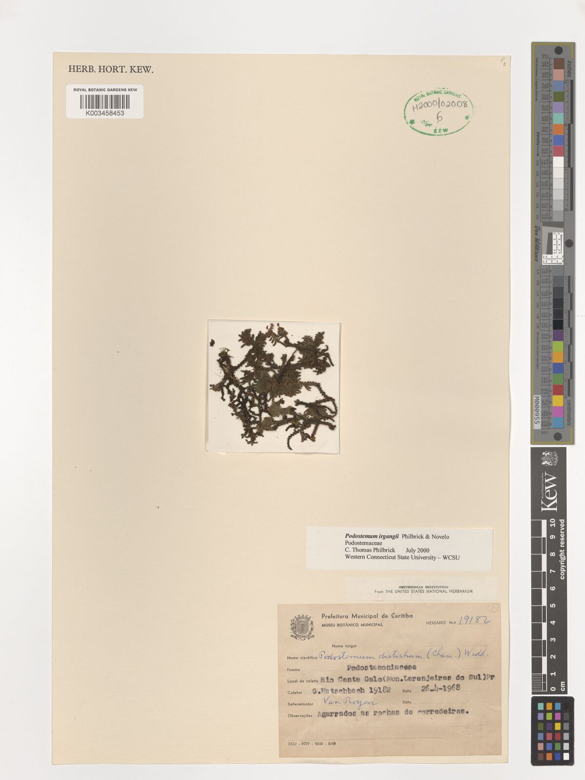 Podostemum irgangii C.T.Philbrick & Novelo | Plants of the World Online ...