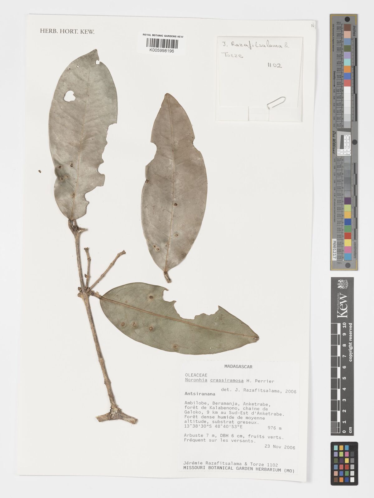 Noronhia crassiramosa H.Perrier | Plants of the World Online | Kew Science