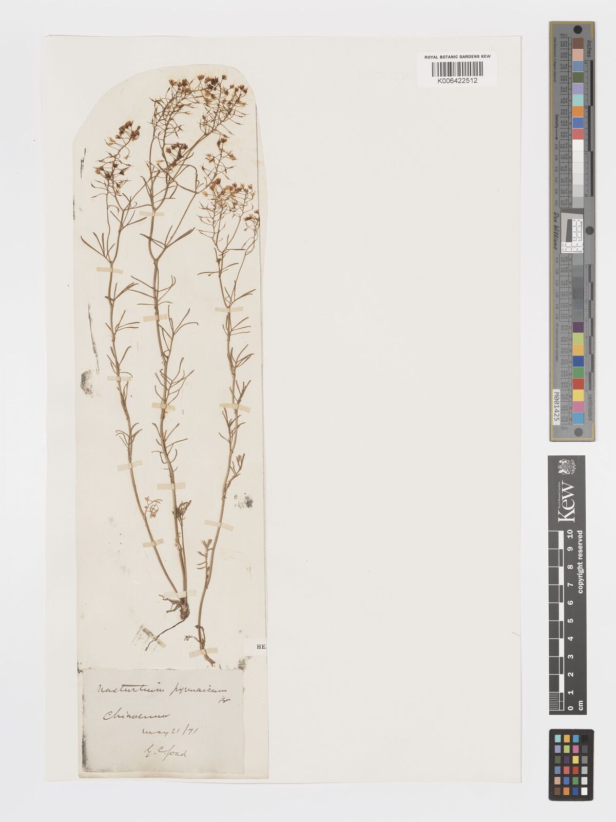 Rorippa pyrenaica (All.) Rchb. | Plants of the World Online | Kew Science