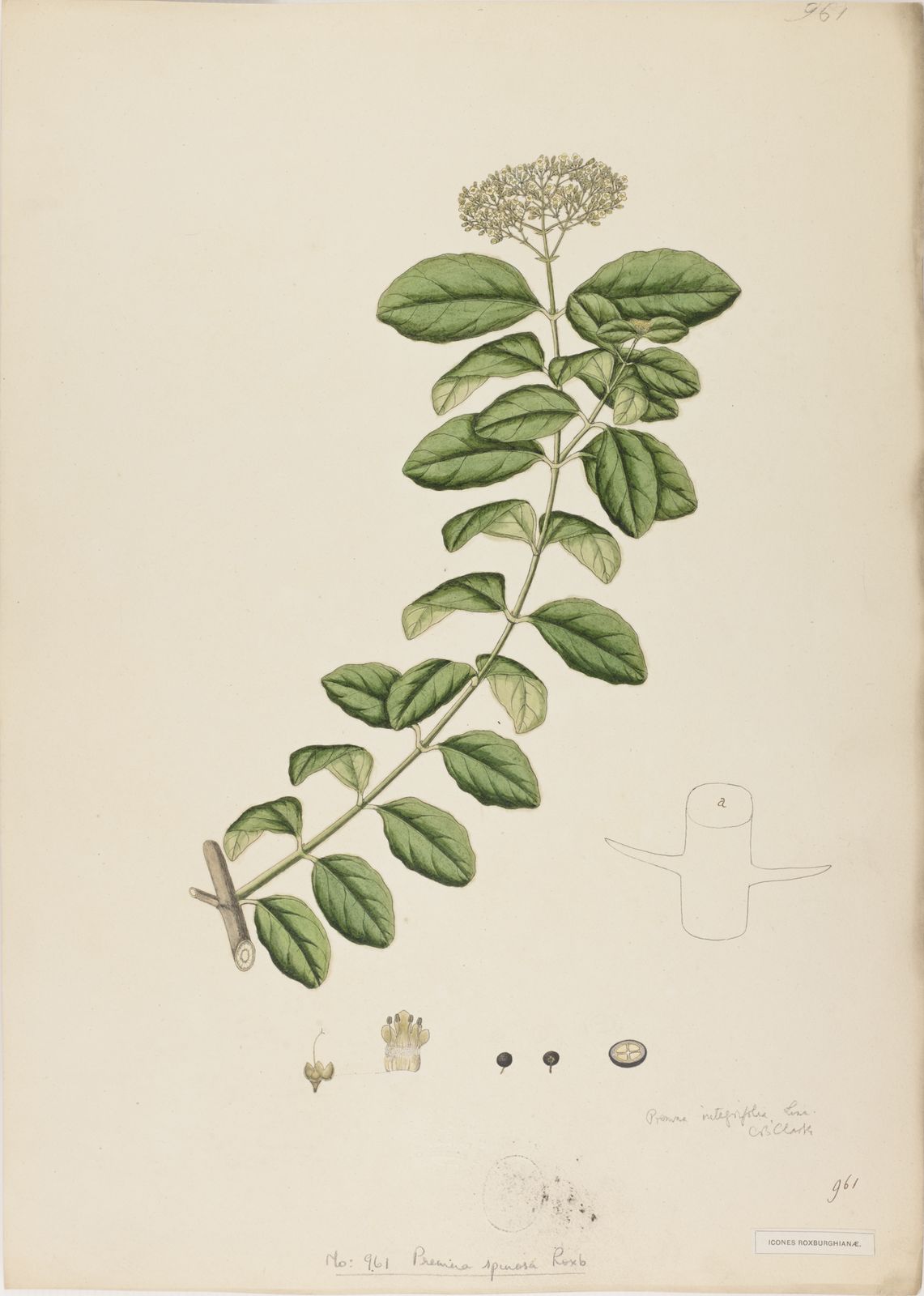 Premna serratifolia L. | Plants of the World Online | Kew Science