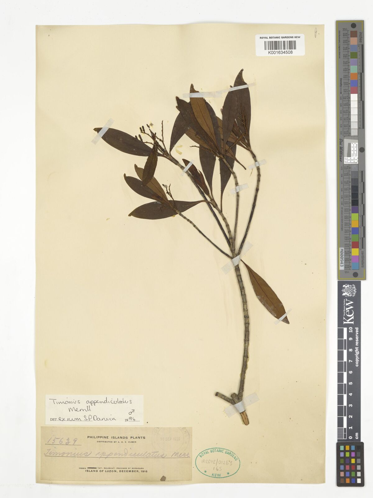 Timonius appendiculatus Merr. | Plants of the World Online | Kew Science