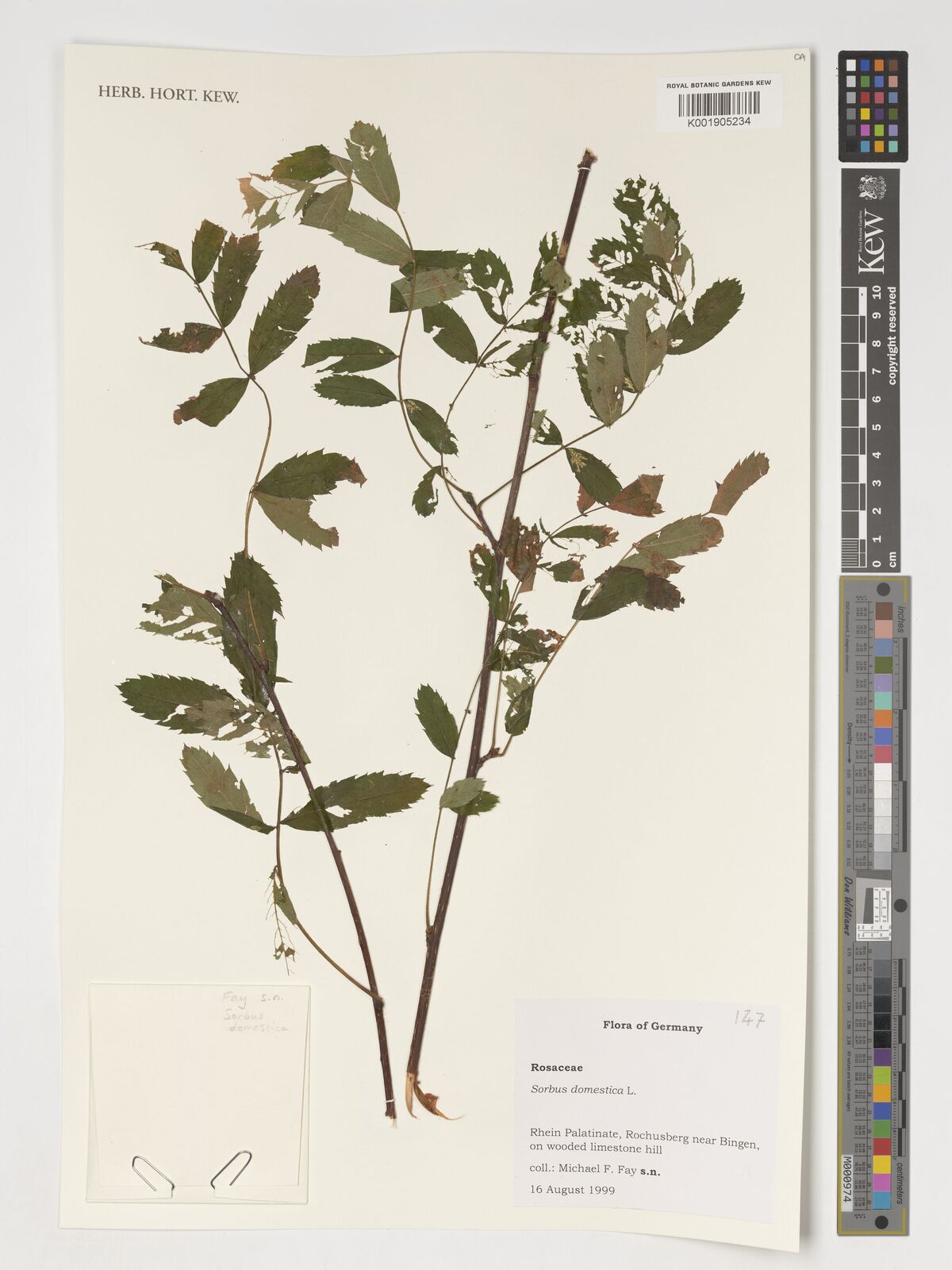 Cormus domestica (L.) Spach | Plants of the World Online | Kew Science