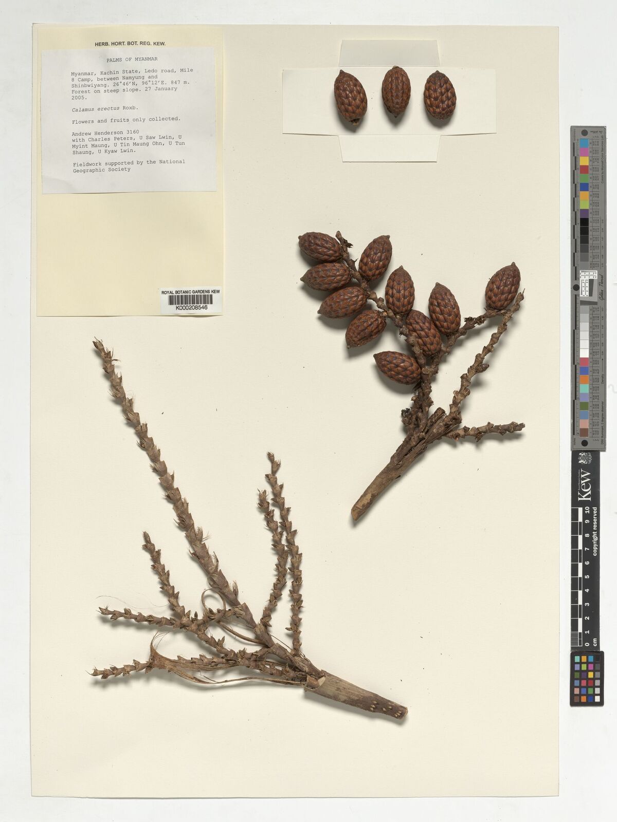 Calamus erectus Roxb. | Plants of the World Online | Kew Science