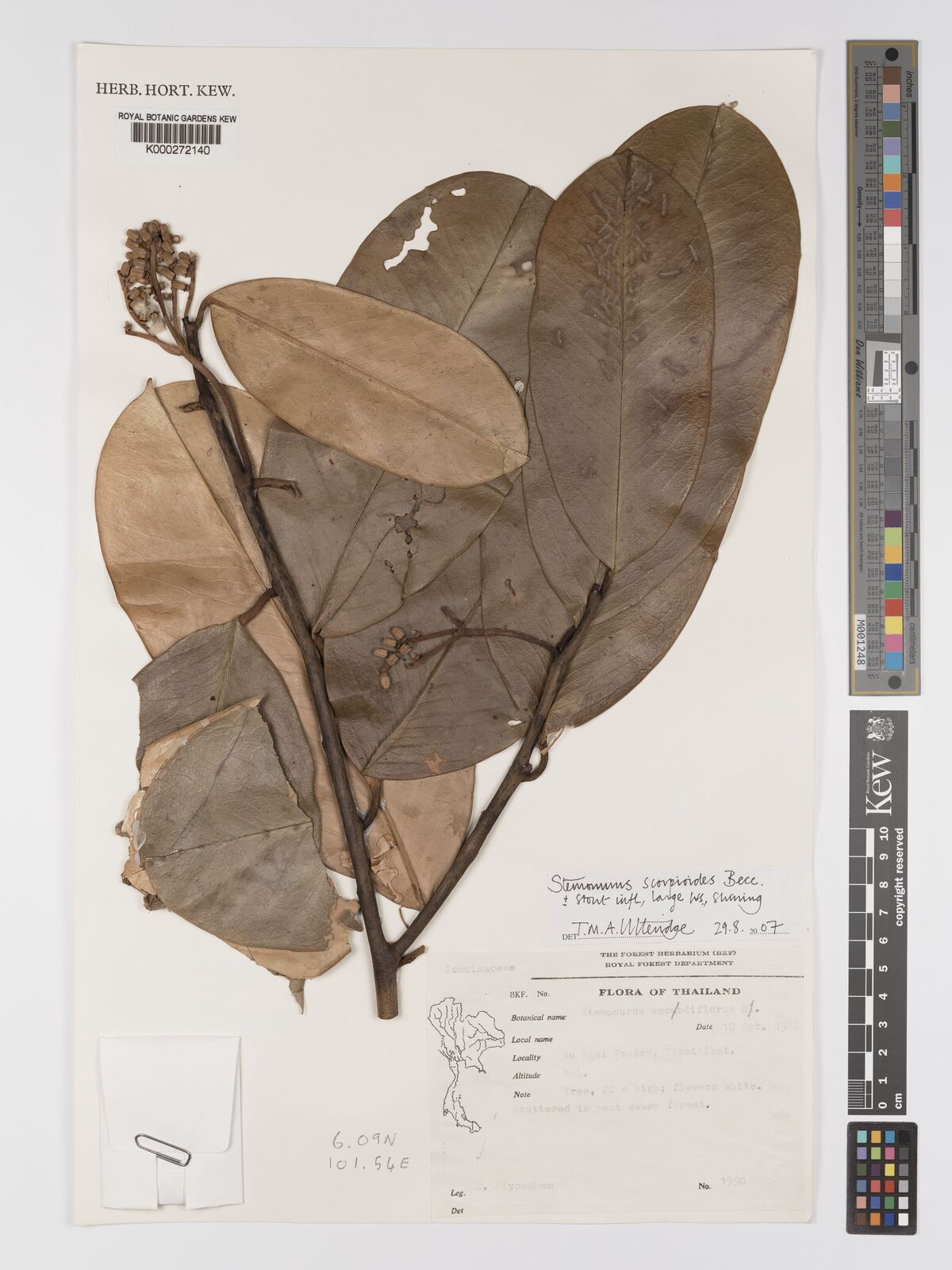 Stemonurus scorpioides Becc. | Plants of the World Online | Kew Science