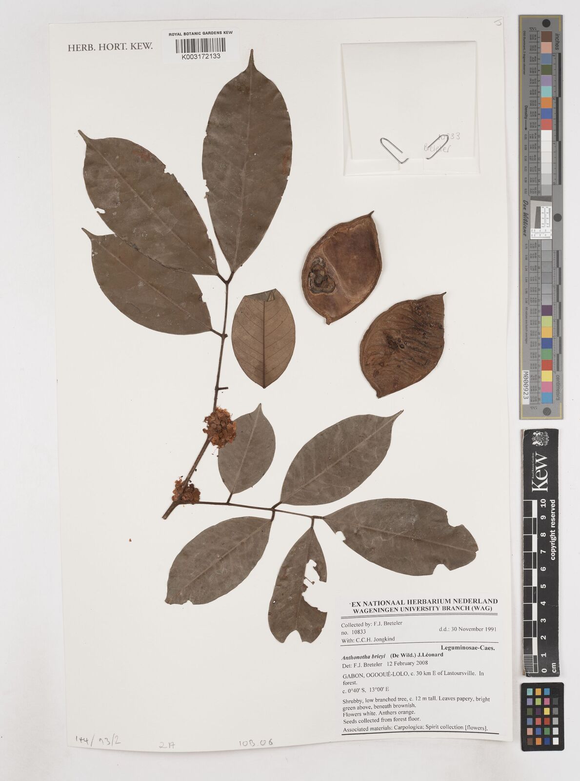 Anthonotha brieyi (De Wild.) J.Léonard | Plants of the World Online ...