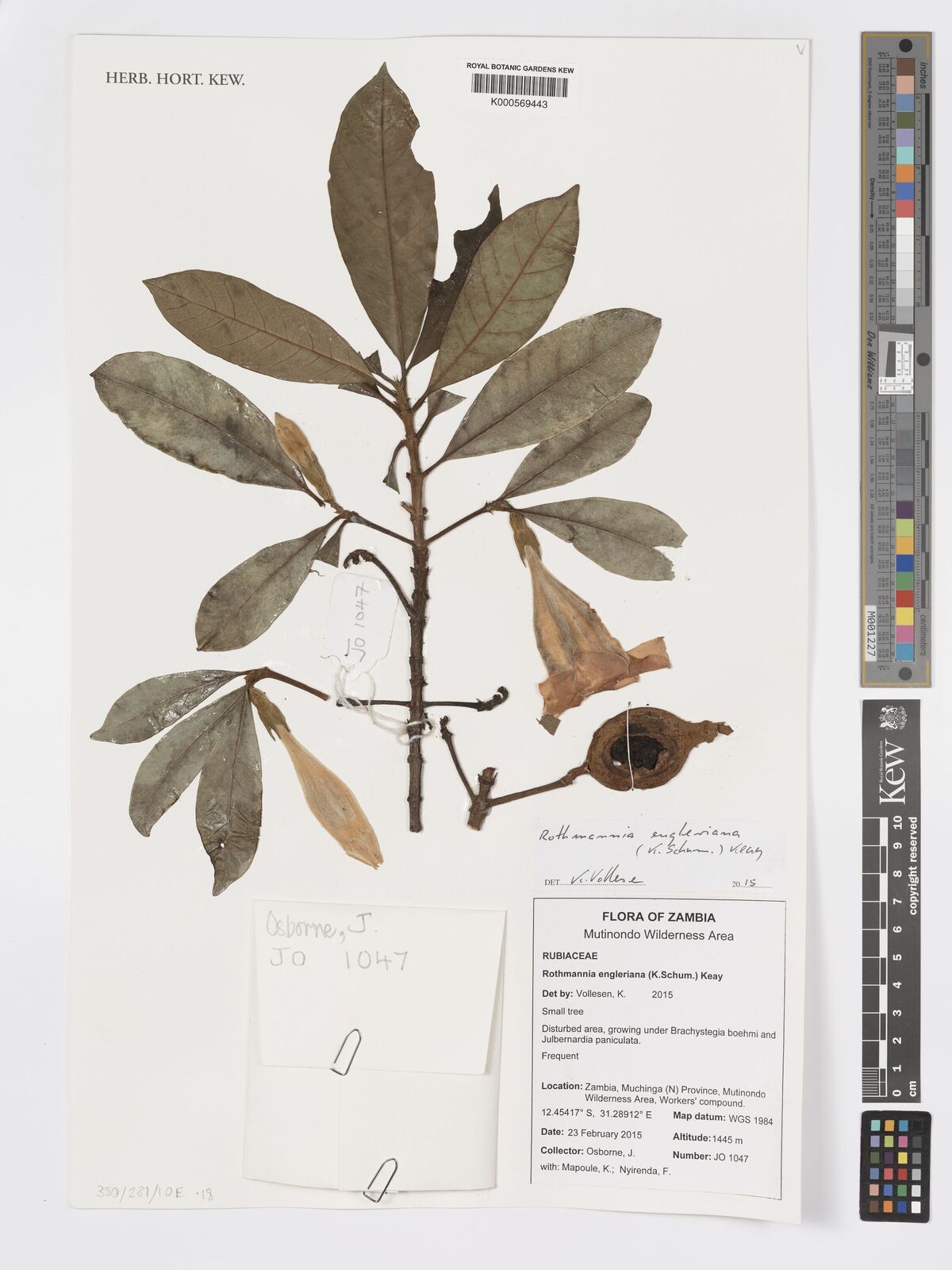 Rothmannia Thunb. | Plants of the World Online | Kew Science
