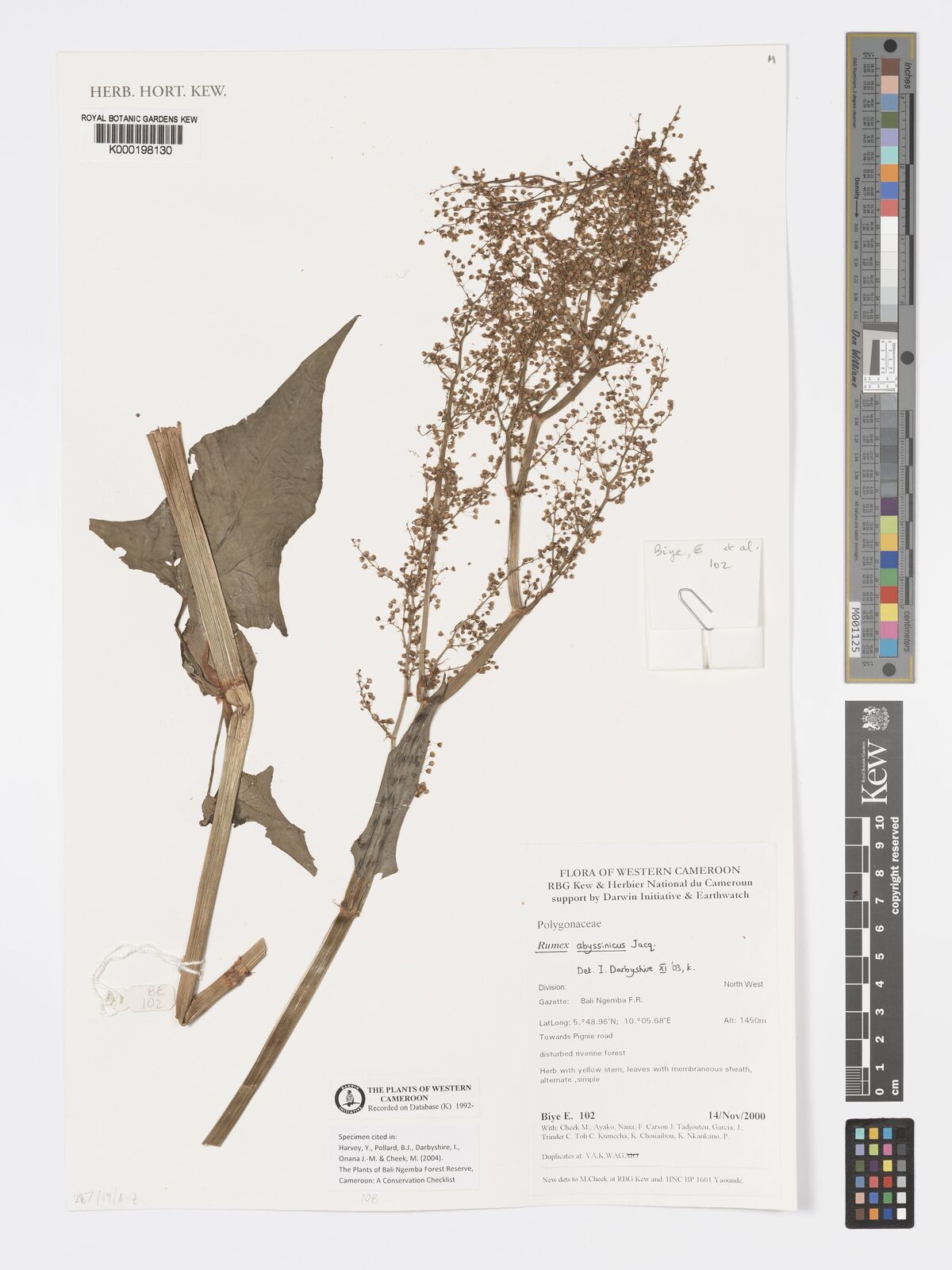 Rumex abyssinicus Jacq. | Plants of the World Online | Kew Science