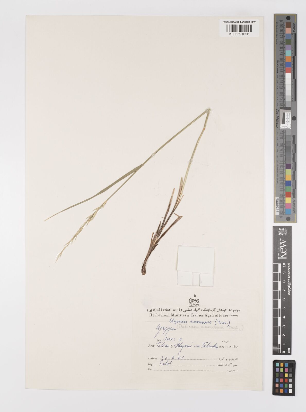 Leymus ramosus (K.Richt.) Tzvelev | Plants of the World Online | Kew ...