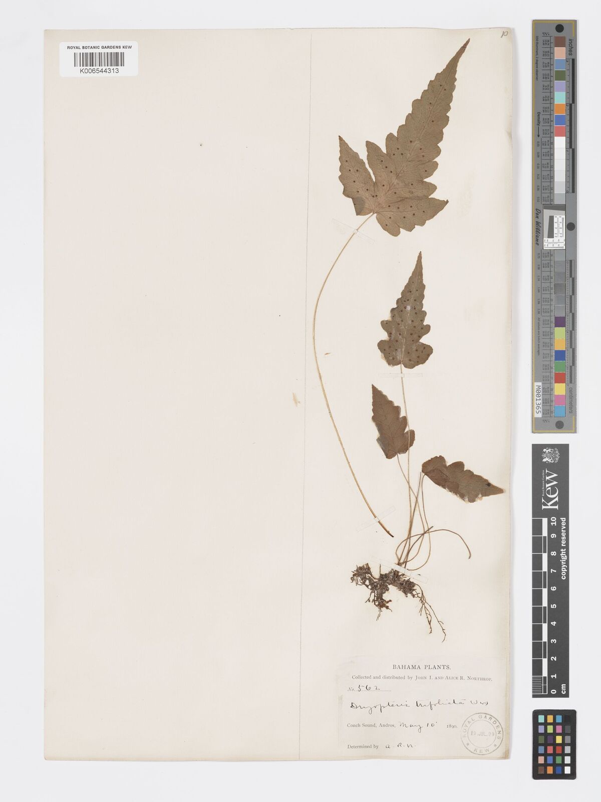 Tectaria fimbriata (Willd.) Proctor & Lourteig | Plants of the World ...