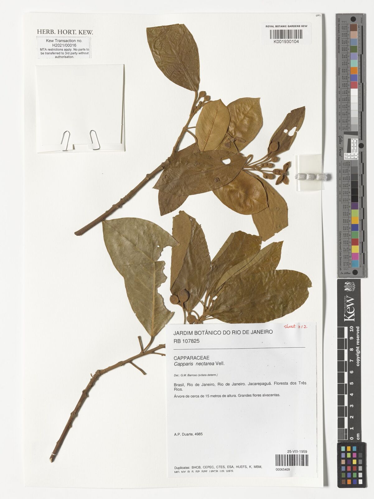 Neocalyptrocalyx nectarius (Vell.) Hutch. | Plants of the World Online ...