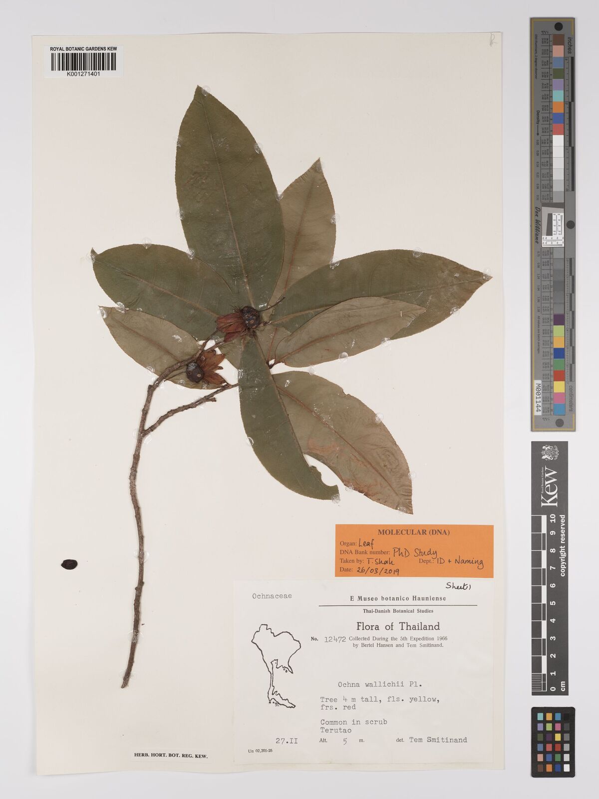 Ochna integerrima (Lour.) Merr. | Plants of the World Online | Kew Science