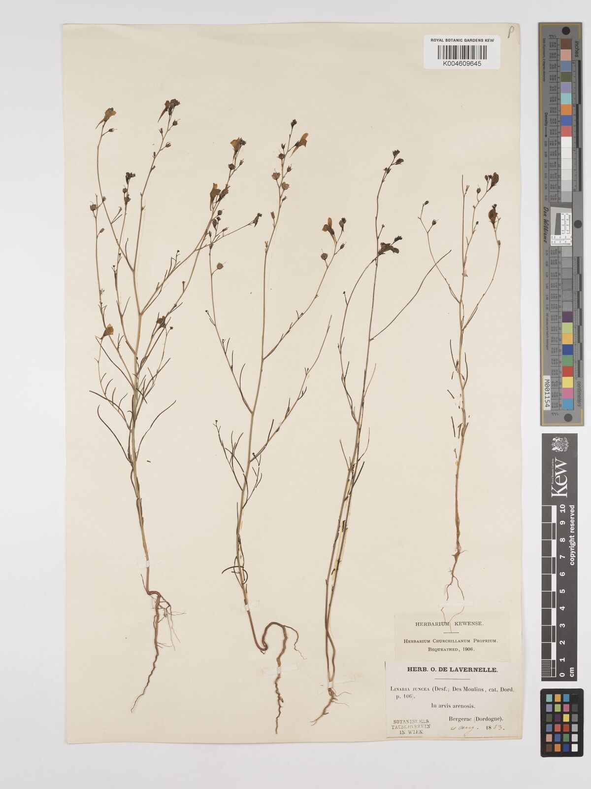 Linaria spartea (L.) Chaz. | Plants of the World Online | Kew Science