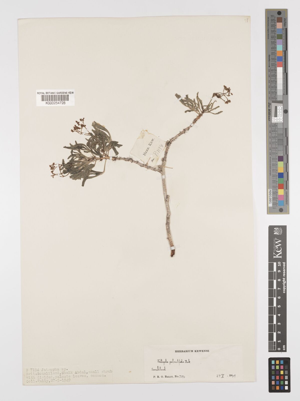 Jatropha palmatifida Baker | Plants of the World Online | Kew Science