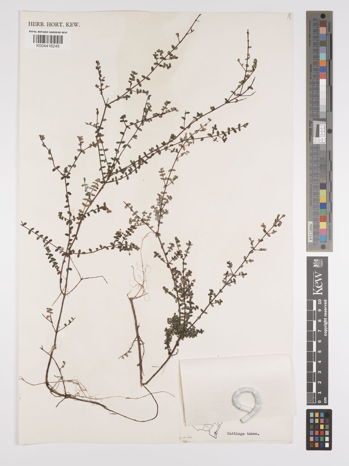 Euryomyrtus denticulata (Maiden & Betche) Trudgen | Plants of the World ...