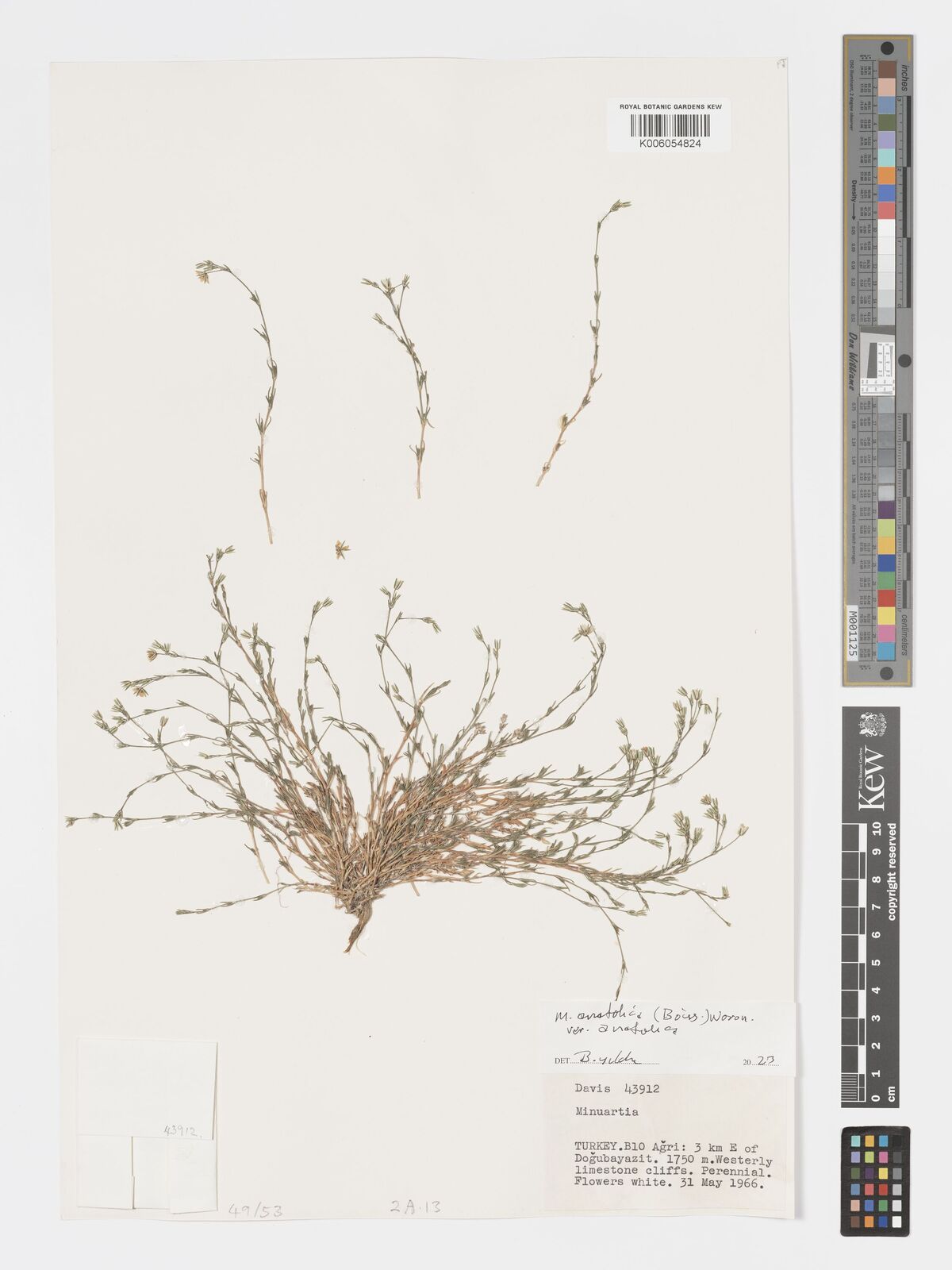 Minuartia anatolica var. anatolica | Plants of the World Online | Kew ...