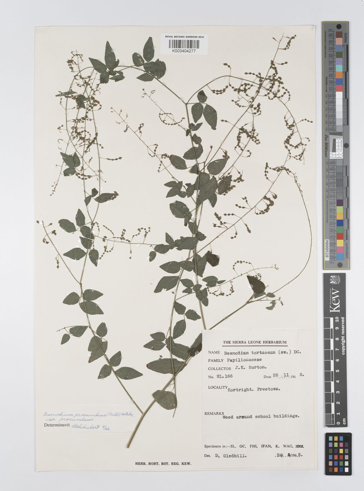 Desmodium procumbens var. procumbens | Plants of the World Online | Kew ...