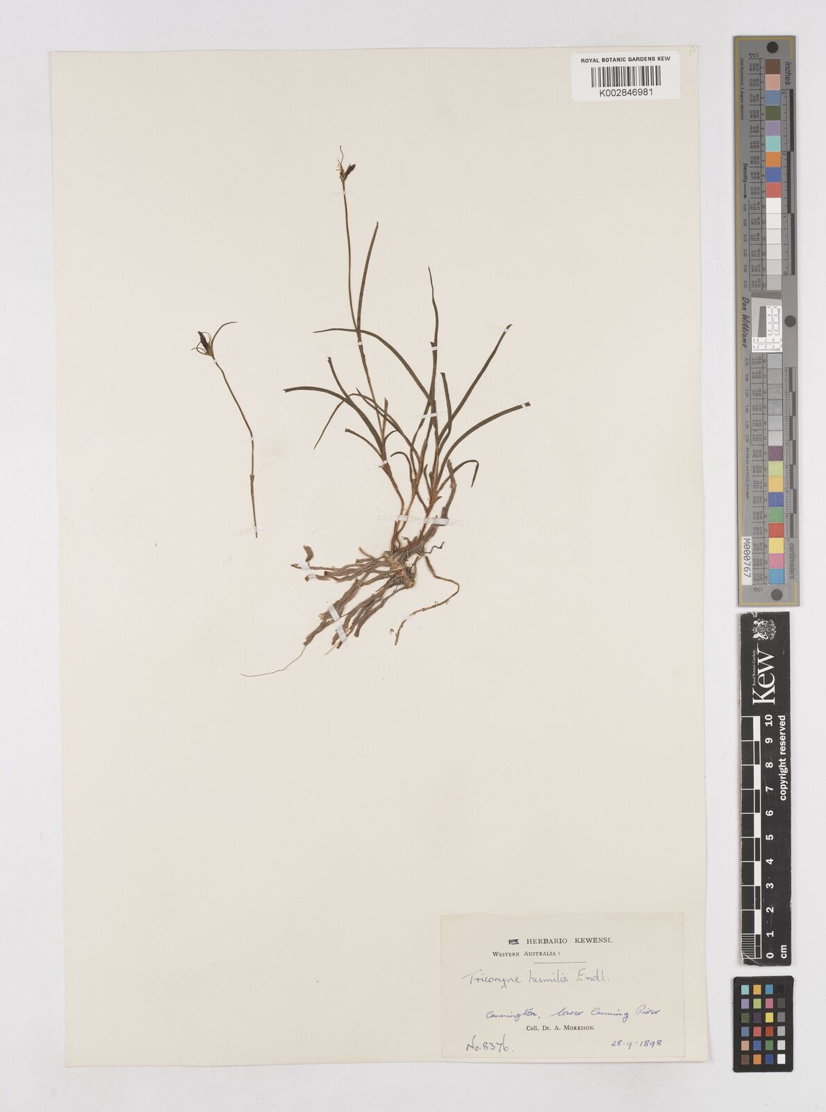 Tricoryne humilis Endl. | Plants of the World Online | Kew Science