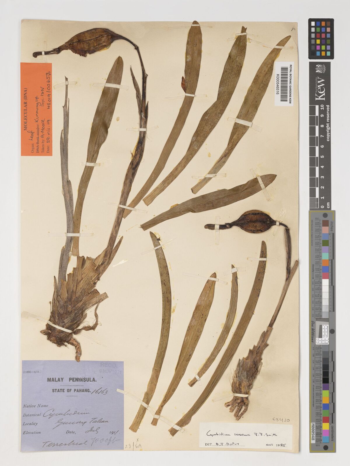 Cymbidium roseum J.J.Sm. | Plants of the World Online | Kew Science