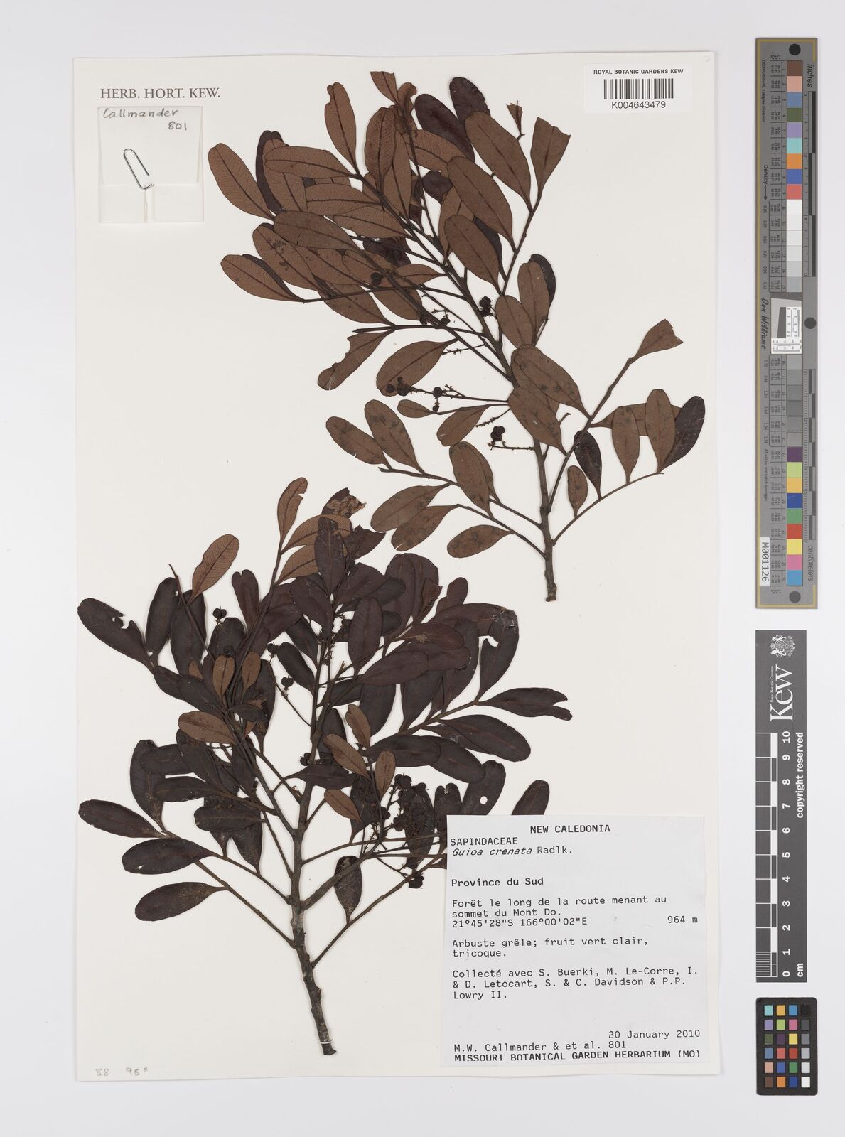 Guioa crenata Radlk. | Plants of the World Online | Kew Science