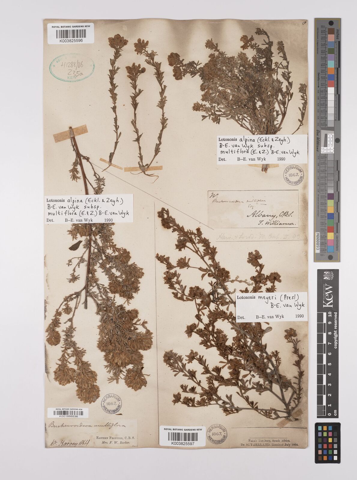 Lotononis alpina subsp. alpina | Plants of the World Online | Kew Science